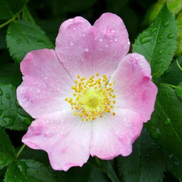 Types of Edible Roses and How to Use Them • Schisandra & Bergamot