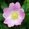 Types of Edible Roses and How to Use Them • Schisandra & Bergamot