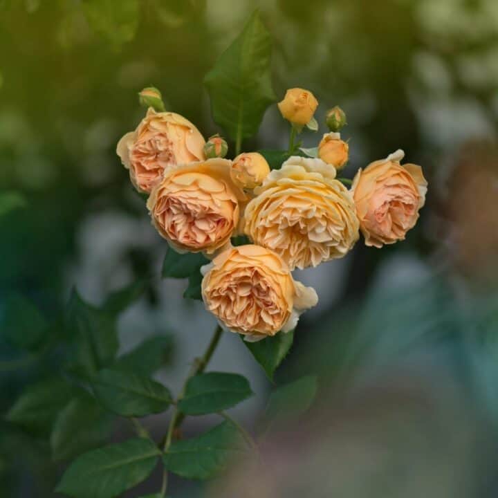 Types of Edible Roses and How to Use Them • Schisandra & Bergamot