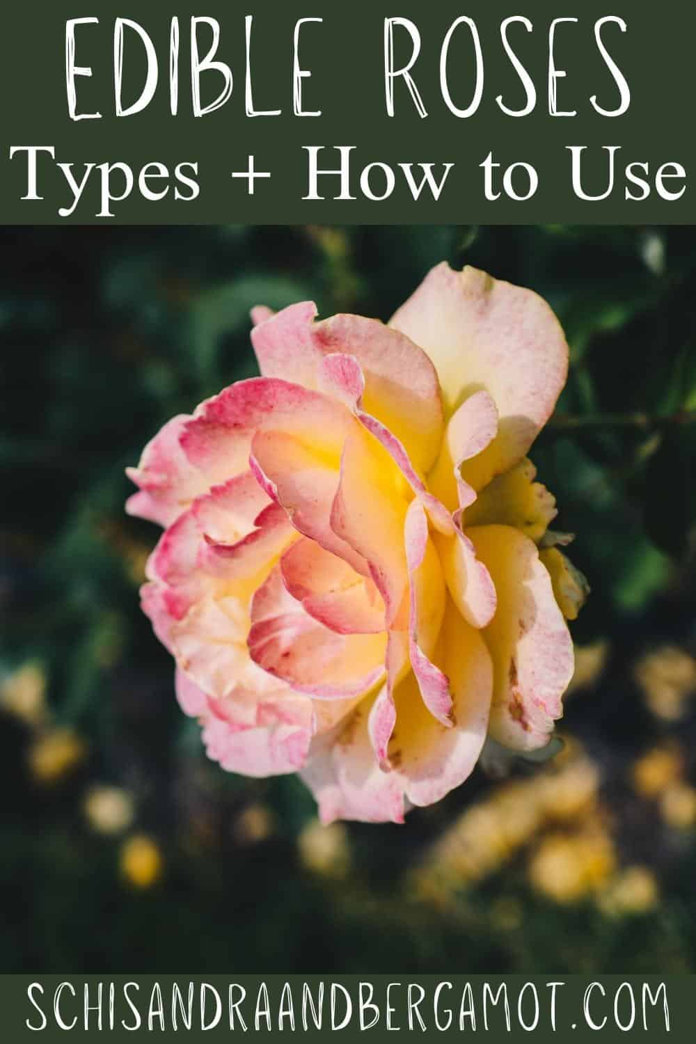 Types of Edible Roses and How to Use Them • Schisandra & Bergamot