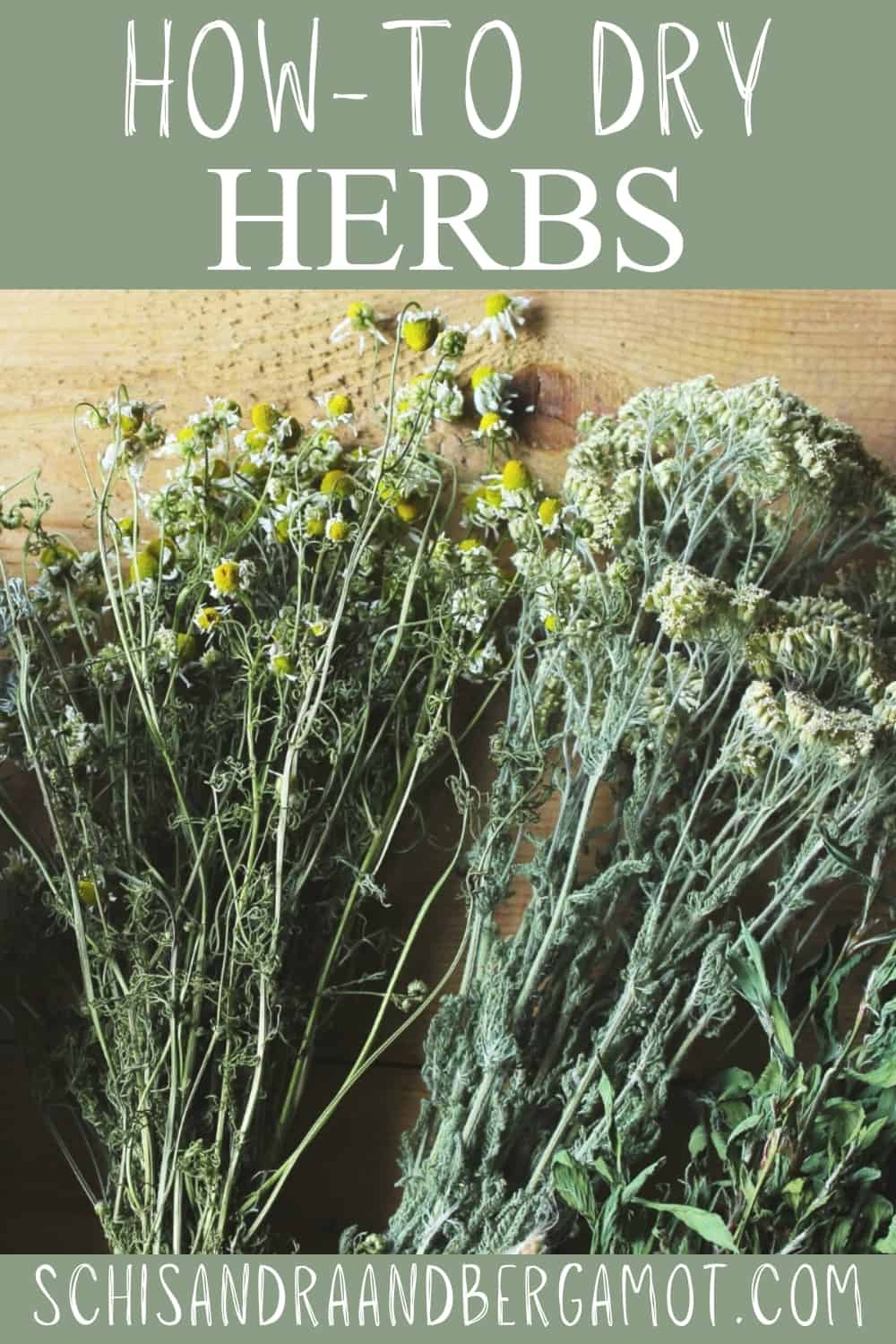 How to Dry Herbs • Schisandra & Bergamot