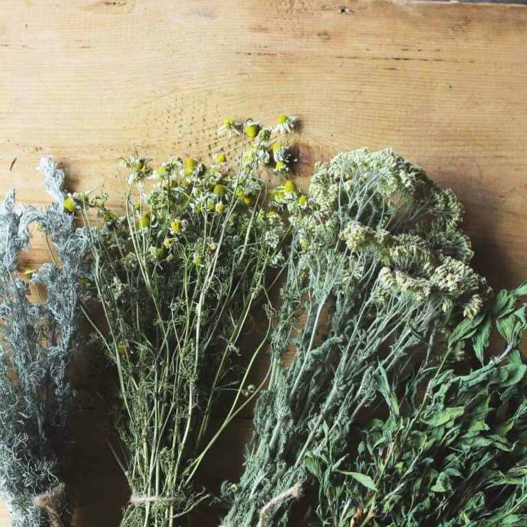 How to Dry Herbs • Schisandra & Bergamot