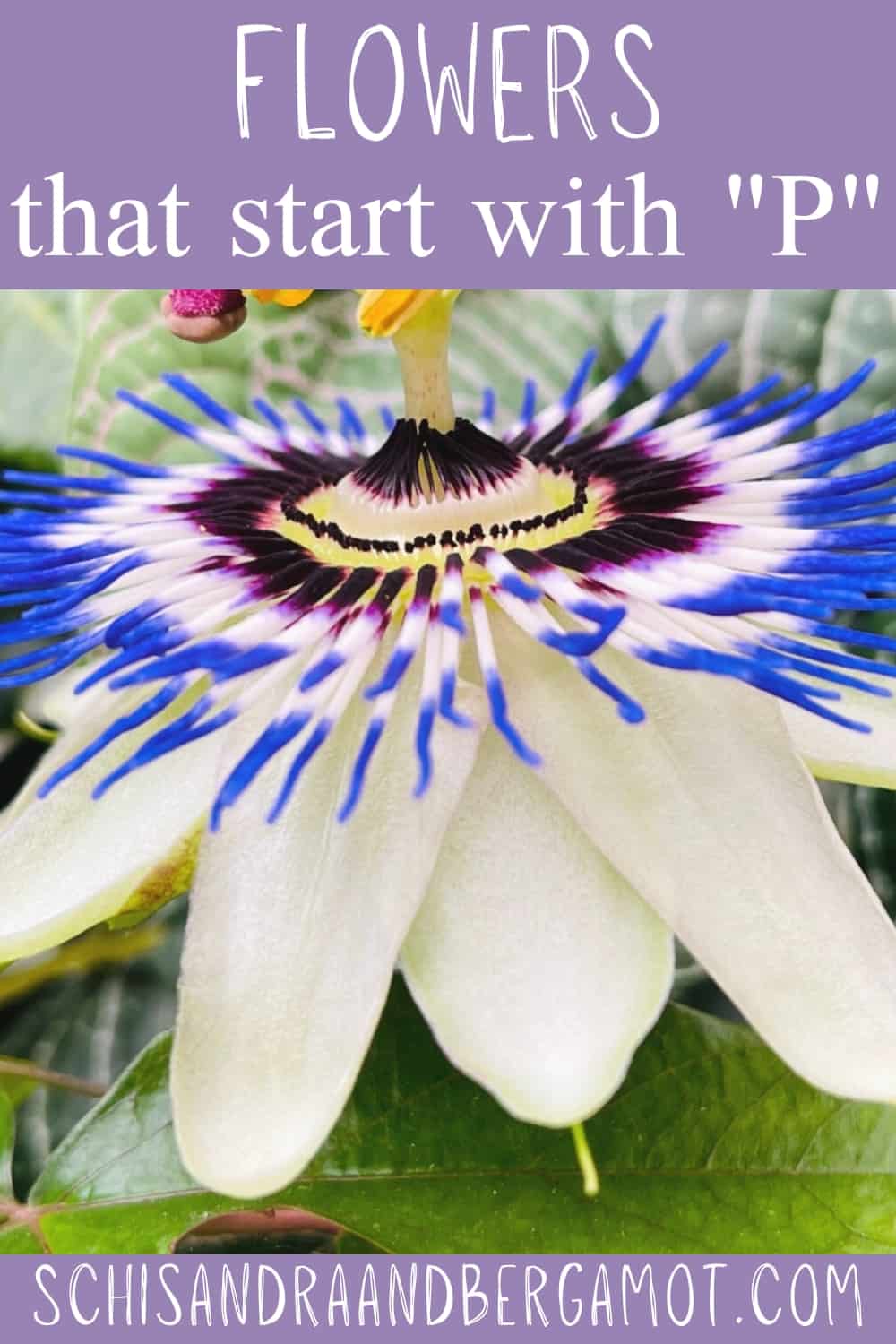 35 Amazing Flowers That Start With P • Schisandra & Bergamot