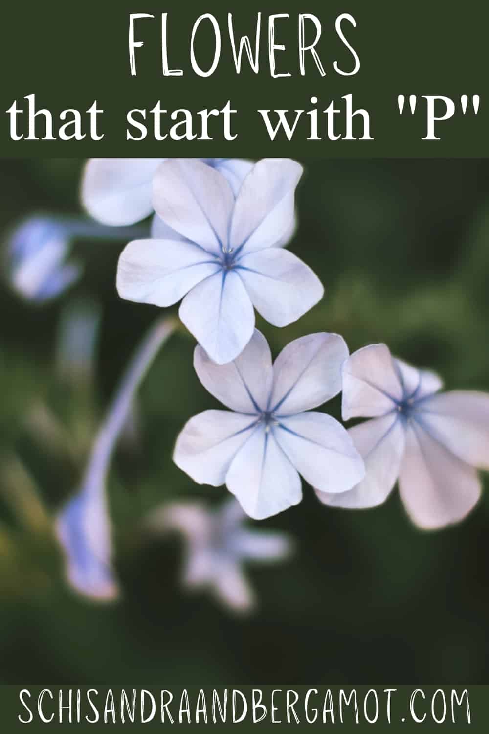 35 Amazing Flowers That Start With P • Schisandra & Bergamot