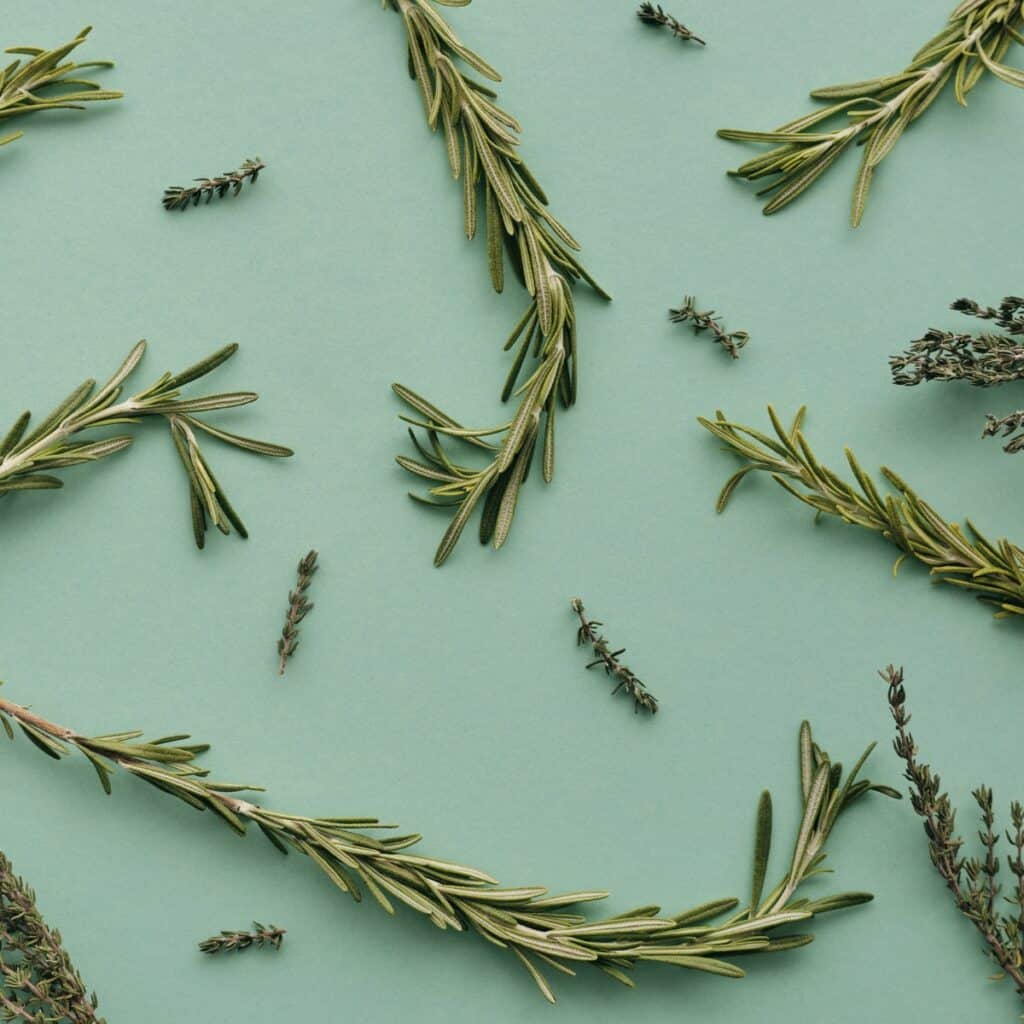 How to Dry Rosemary • Schisandra & Bergamot