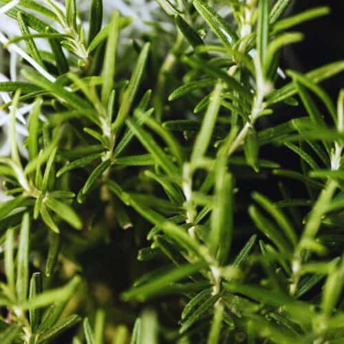 How to Dry Rosemary • Schisandra & Bergamot