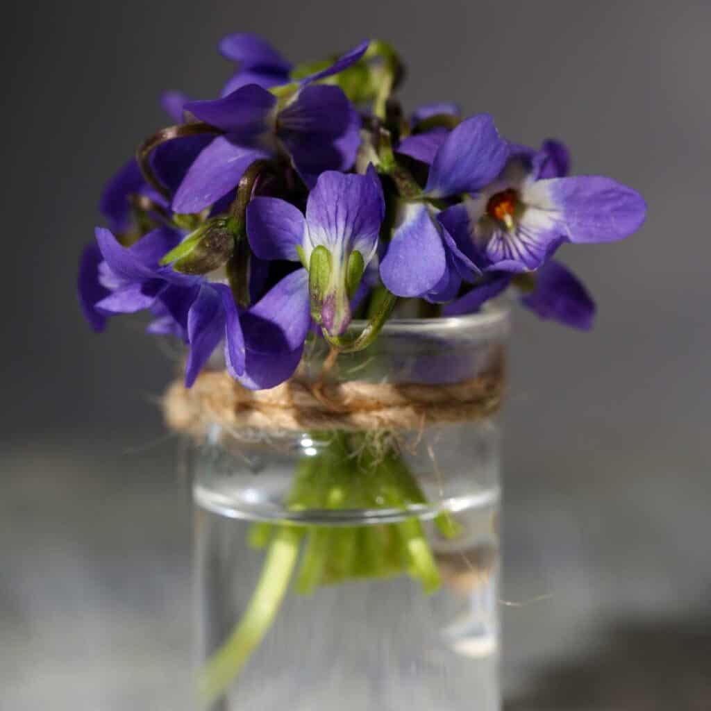 Cultivating Wild Violets: Foraging, Gardening, and Uses • Schisandra ...