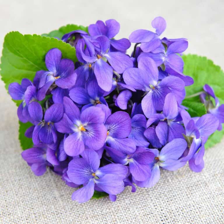 Cultivating Wild Violets: Foraging, Gardening, and Uses • Schisandra ...