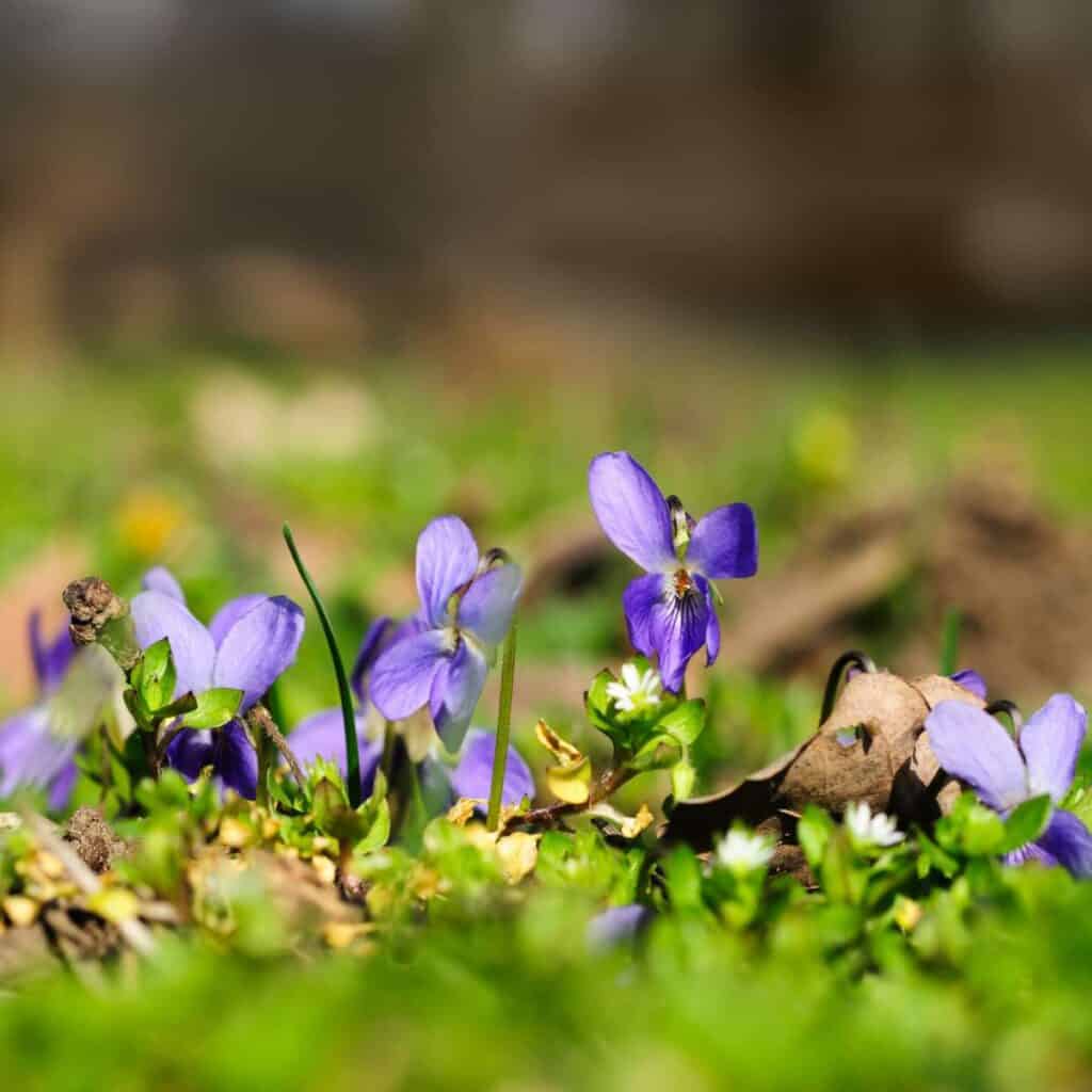 Cultivating Wild Violets: Foraging, Gardening, and Uses • Schisandra ...