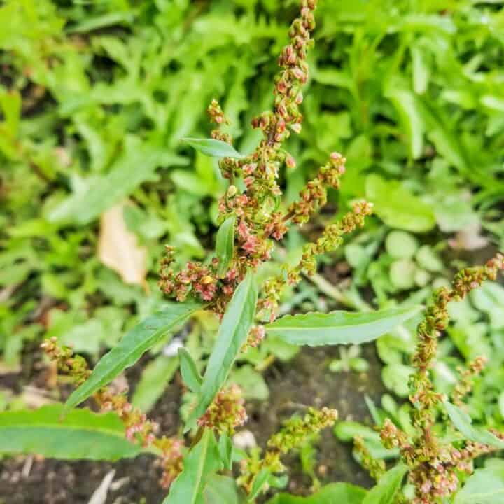 How to Identify and Use 25+ Edible Weeds • Schisandra & Bergamot