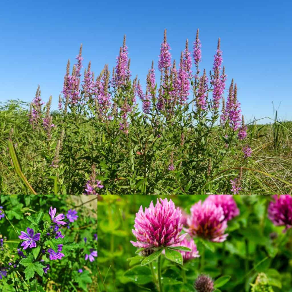 20 Weeds With Purple Flowers • Schisandra And Bergamot