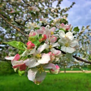 The Rich Symbolism of Spring • Schisandra & Bergamot