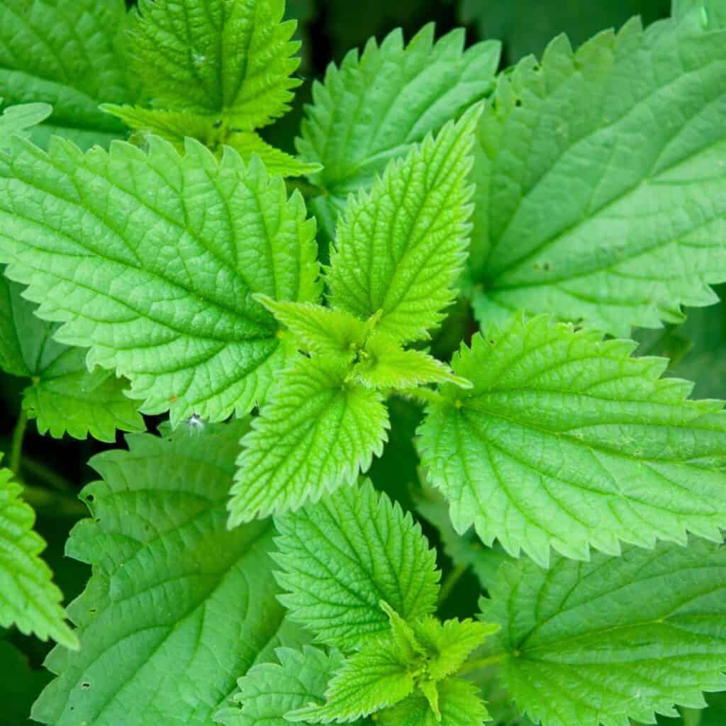 How to Identify and Use 25+ Edible Weeds • Schisandra & Bergamot