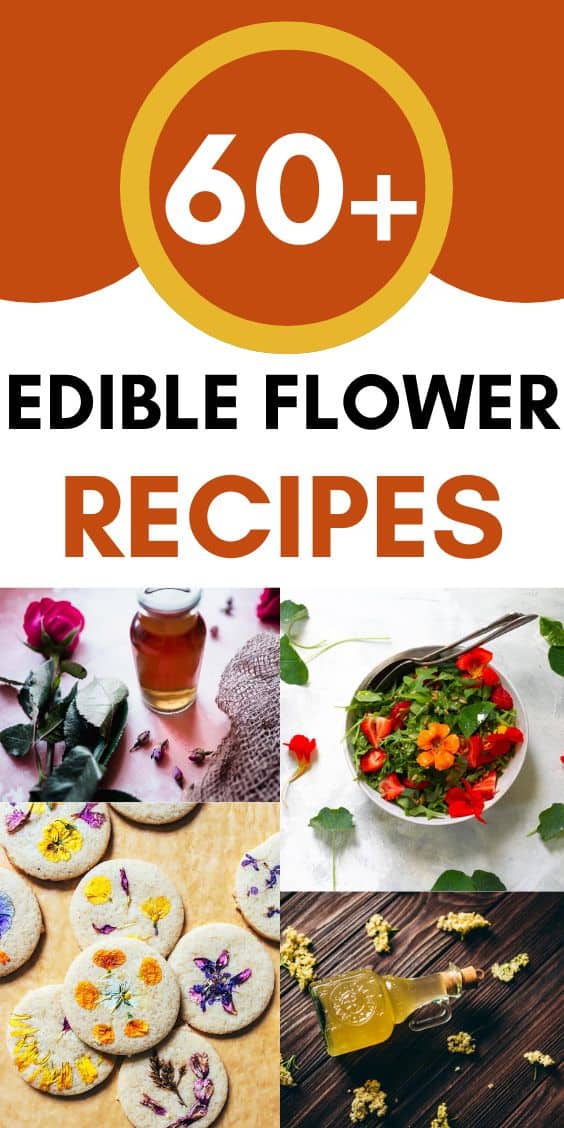 60+ Beautiful and Delicious Edible Flower Recipes • Schisandra & Bergamot