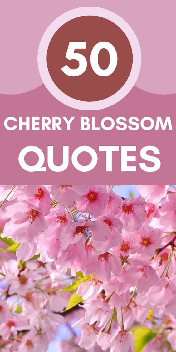 50 Inspirational Cherry Blossom Quotes • Schisandra & Bergamot