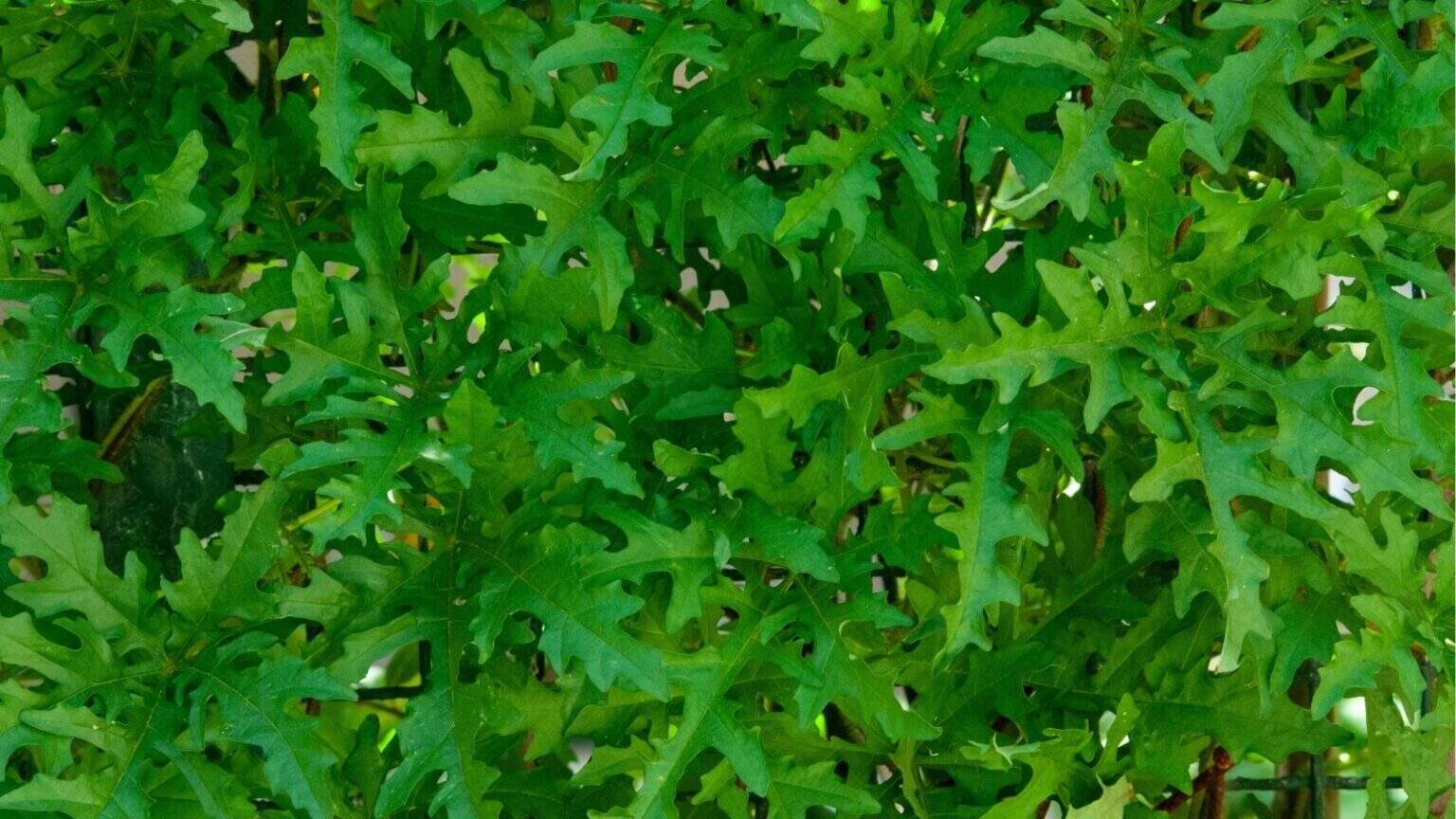 10 Easy Vegetables That Thrive in Small Gardens • Schisandra & Bergamot