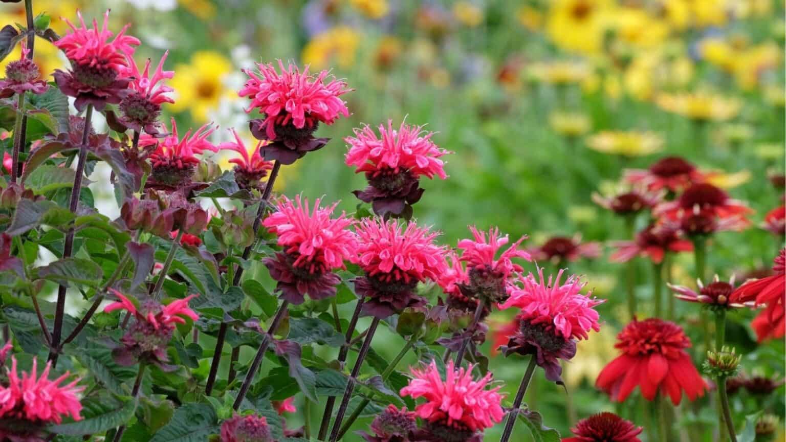 19 Gorgeous Perennials That Hummingbirds Can’t Resist • Schisandra ...