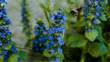 11 Ground Cover Plants That Flourish Beneath Trees • Schisandra & Bergamot