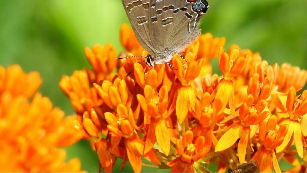 19 Gorgeous Perennials That Hummingbirds Can’t Resist • Schisandra ...