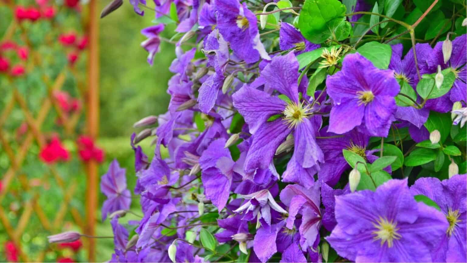 Love Purple? These 16 Plants Belong in Your Garden • Schisandra & Bergamot