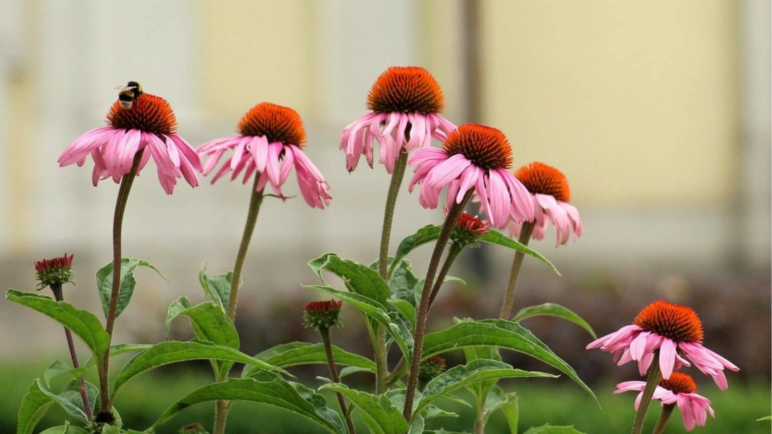 10 Best Plants to Bring Bees and Butterflies to Your Yard • Schisandra ...