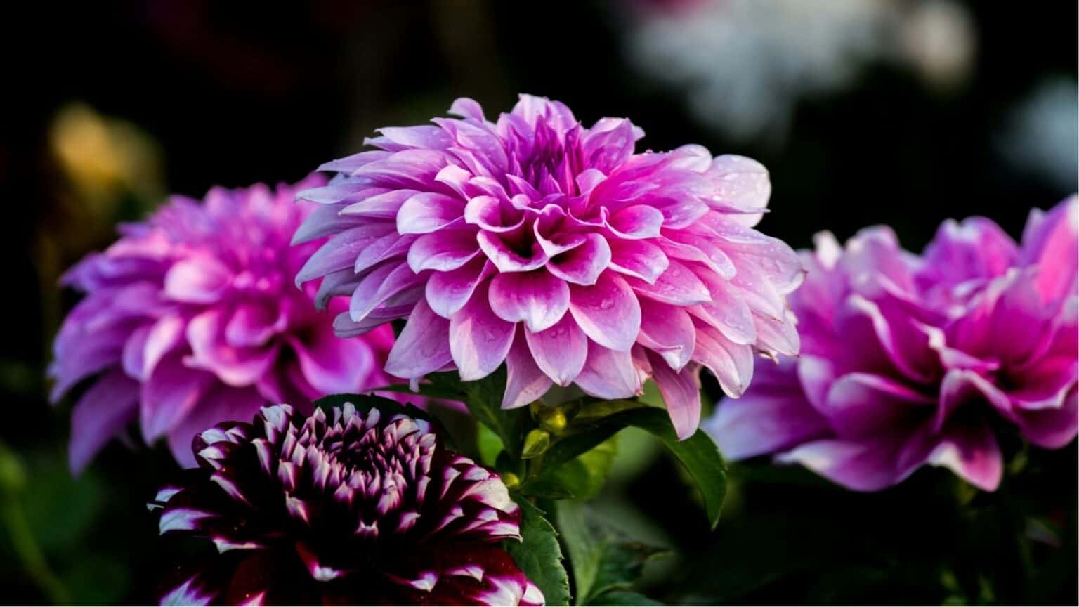 These 10 Flowers Are Among the Most Beautiful in the World • Schisandra ...