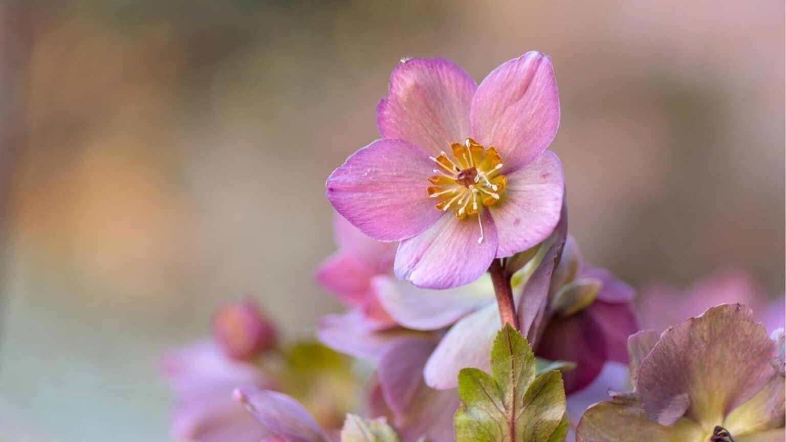 Want a Lush Garden? Grow These 13 Plants in April • Schisandra & Bergamot