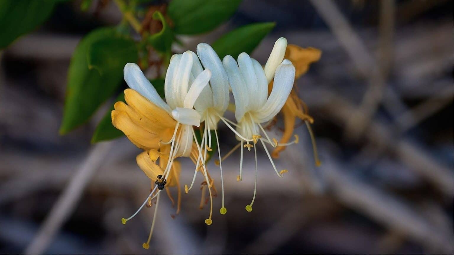 These 12 Fragrant Flowers Will Make Your Garden Smell Amazing for ...