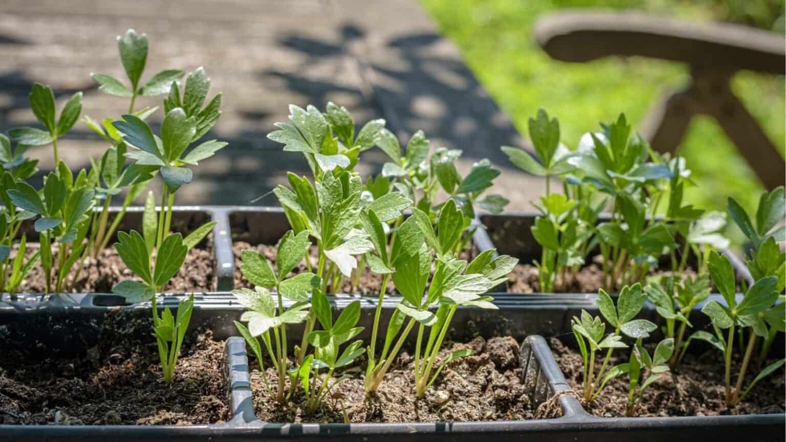 12 Vegetables You Can Plant Once and Harvest Forever • Schisandra ...