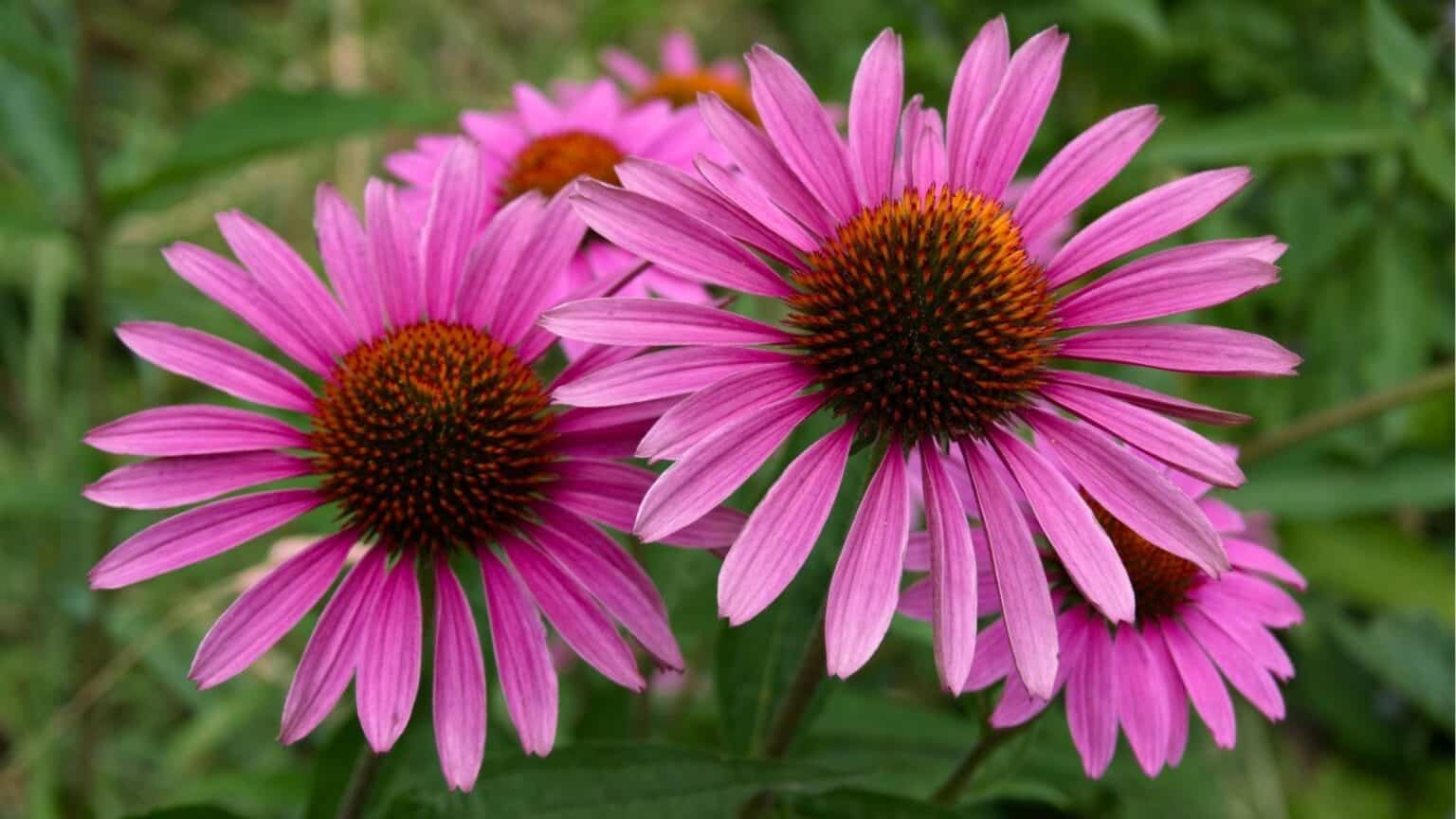 Love Purple? These 16 Plants Belong in Your Garden • Schisandra & Bergamot