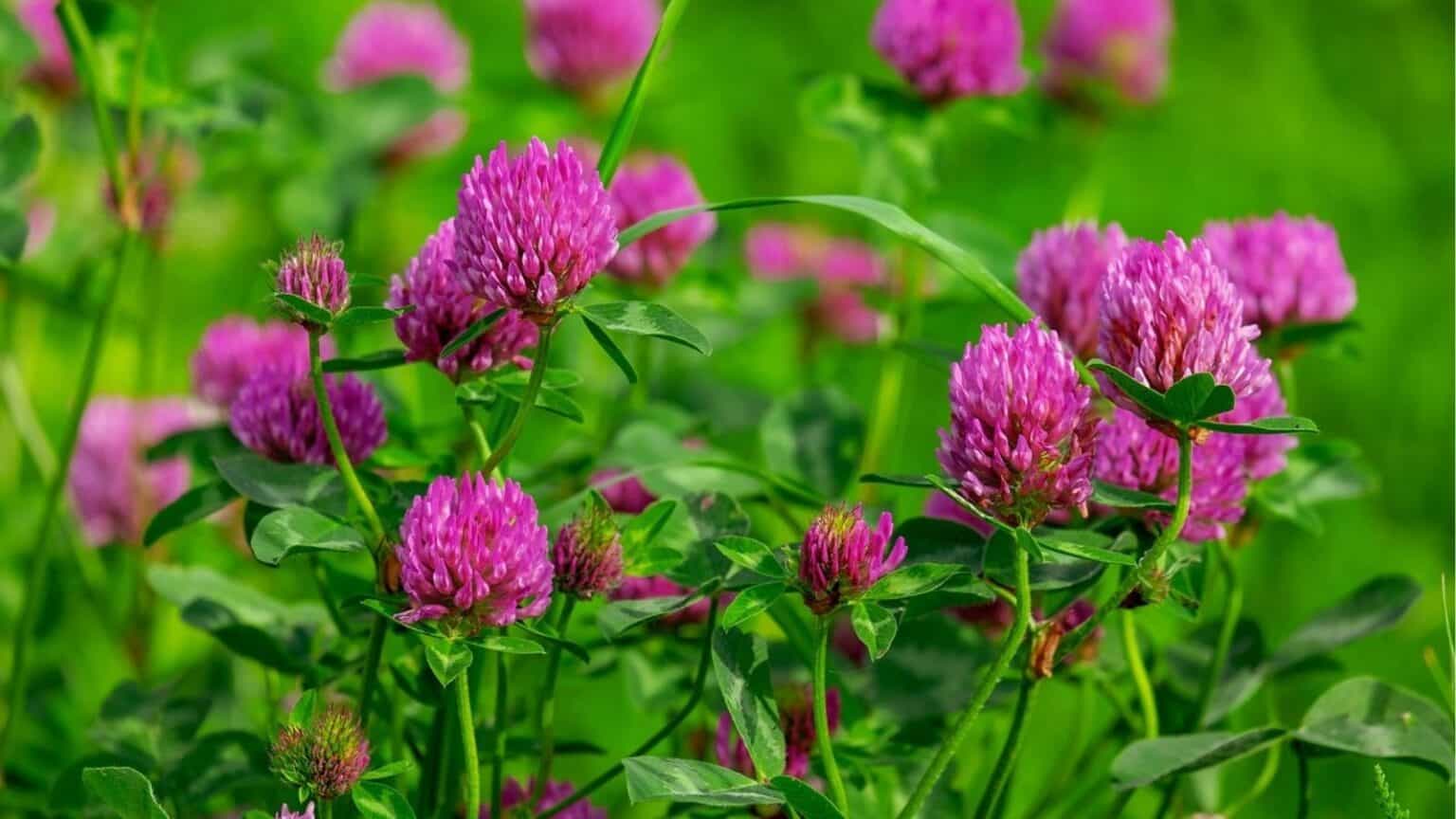 12 Edible Flowers That Deserve a Spot in Your Garden • Schisandra ...