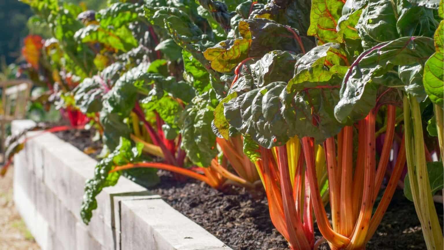 12 Vegetables You Can Plant Once and Harvest Forever • Schisandra ...
