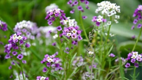 These 12 Fragrant Flowers Will Make Your Garden Smell Amazing for ...