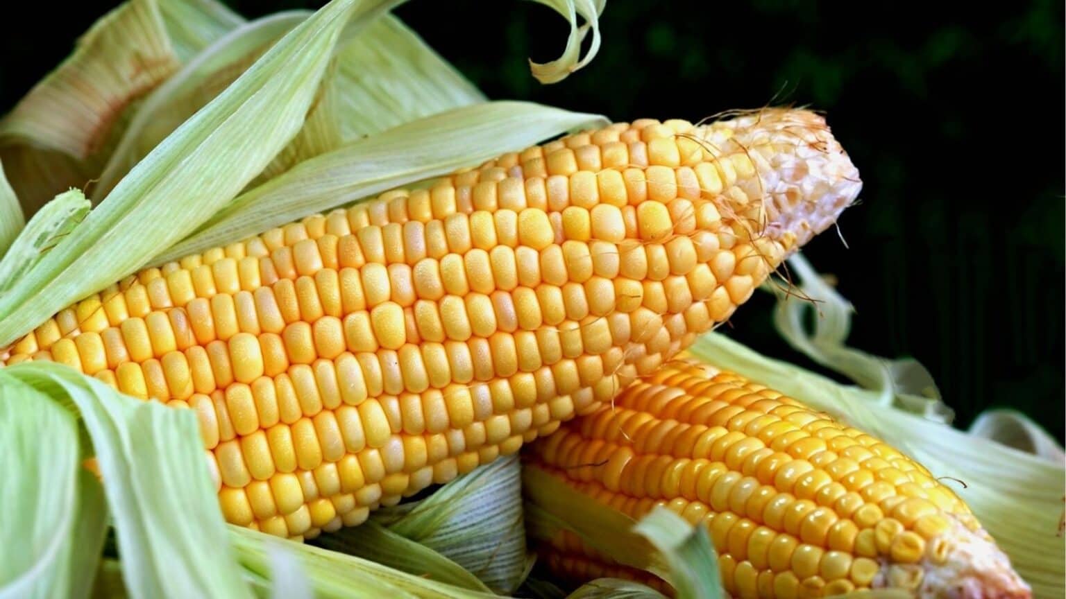 9 Vegetables That Taste Better When Grown in Your Own Garden ...