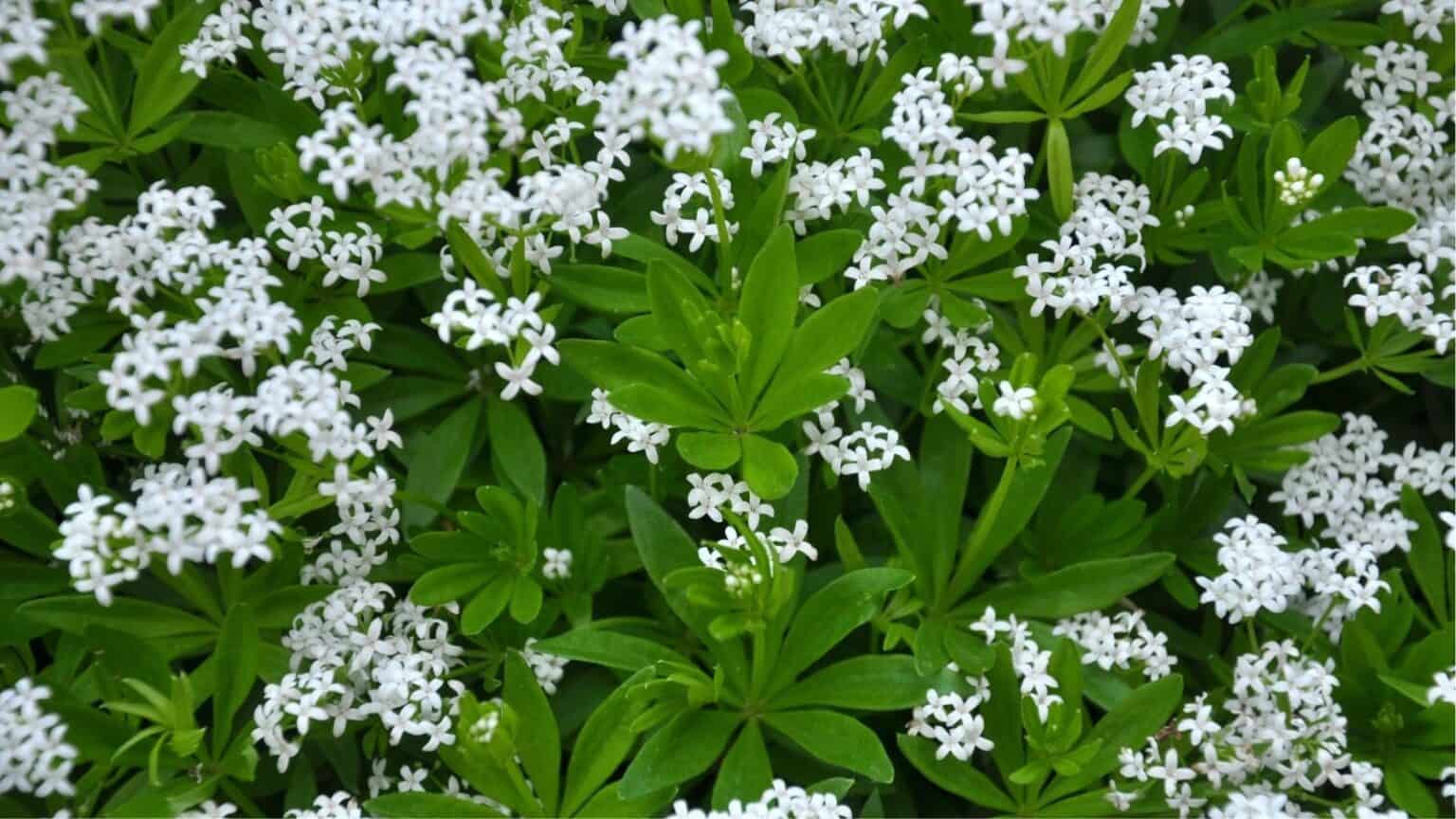11 Ground Cover Plants That Flourish Beneath Trees • Schisandra & Bergamot