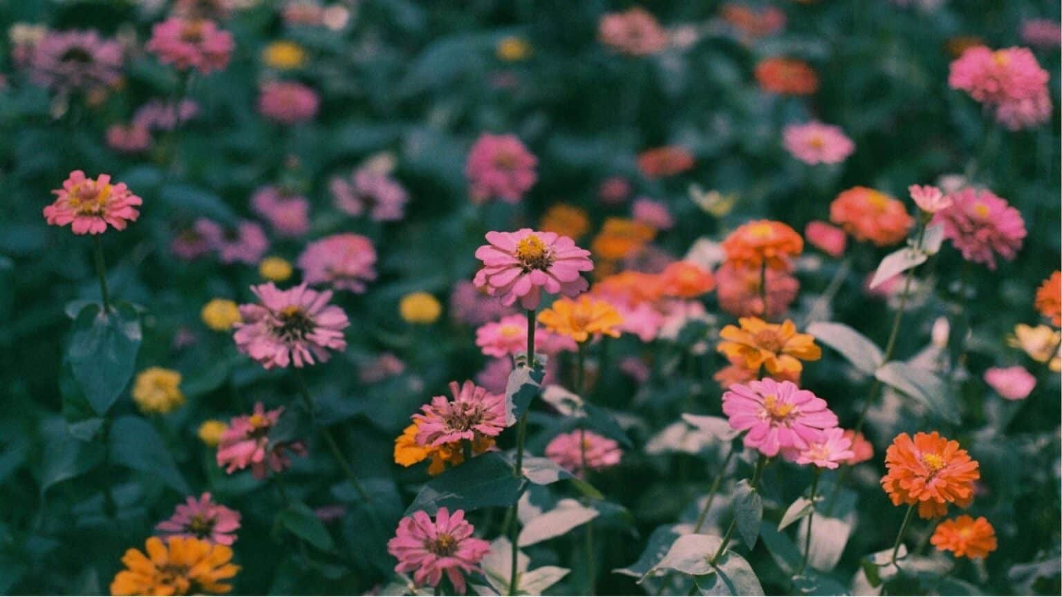 10 Easy Plants to Scatter and Watch Flourish in a Chaos Garden ...