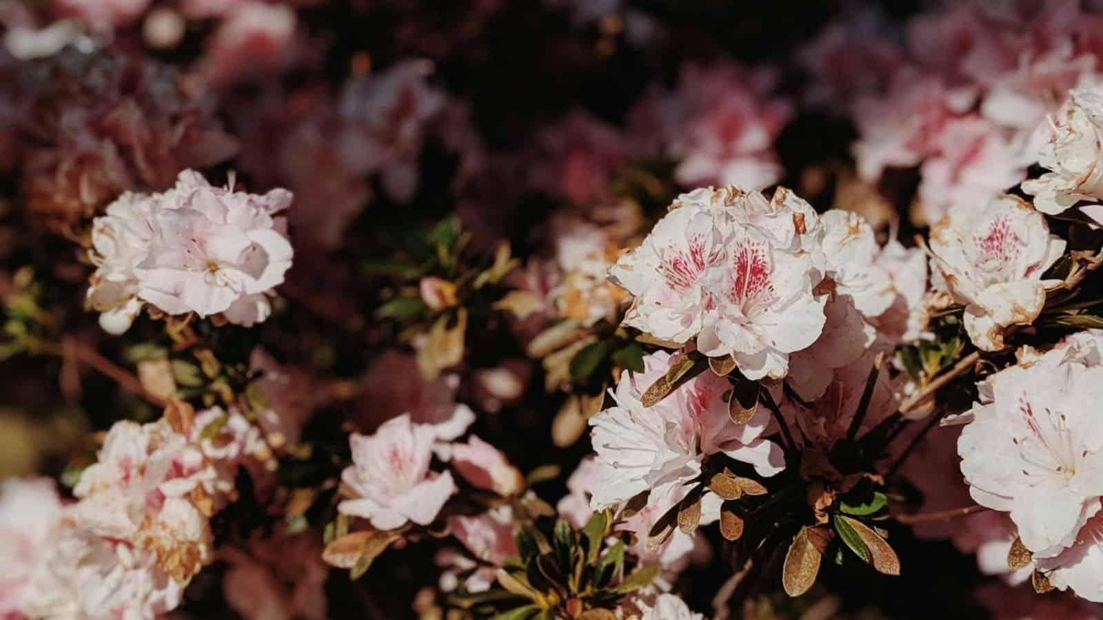 10 Stunning Flowering Shrubs That Will Make Your Garden Burst with ...