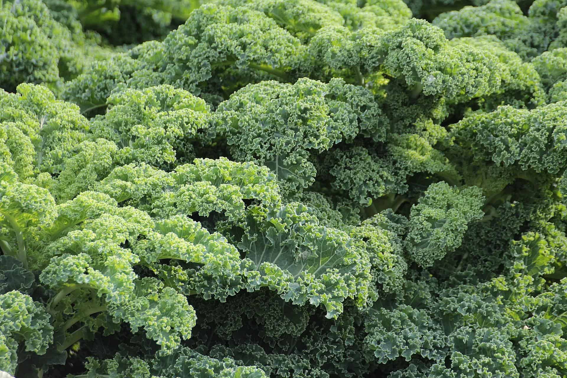 12 Vegetables You Can Plant Once and Harvest Forever • Schisandra ...