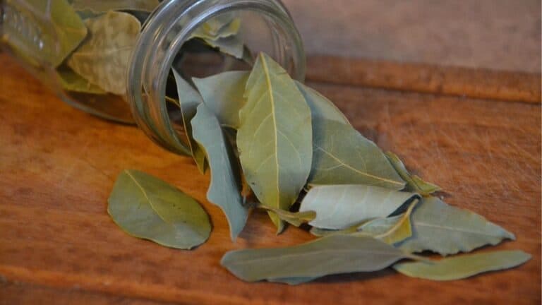 11 Herbs That Smell So Good You’ll Skip the Candles • Schisandra & Bergamot