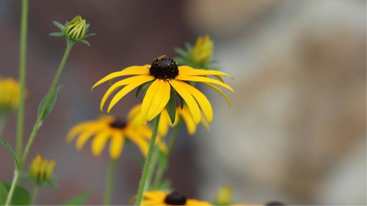 13 Striking Plants That Steal the Show in Any Garden • Schisandra ...