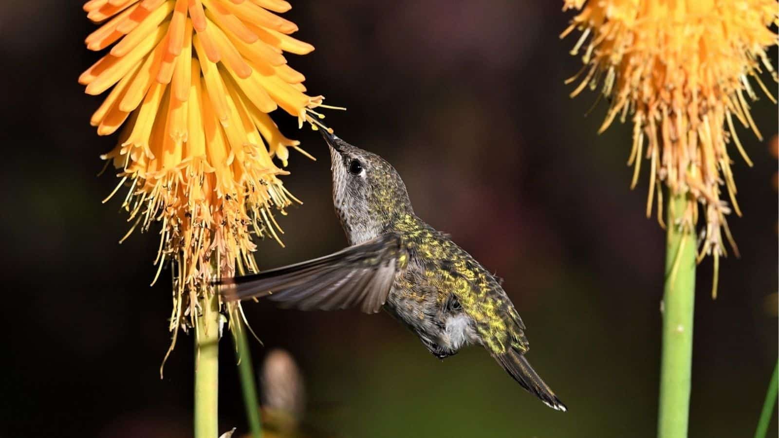 14 Blooms That Make Hummingbirds Come Back Daily • Schisandra & Bergamot