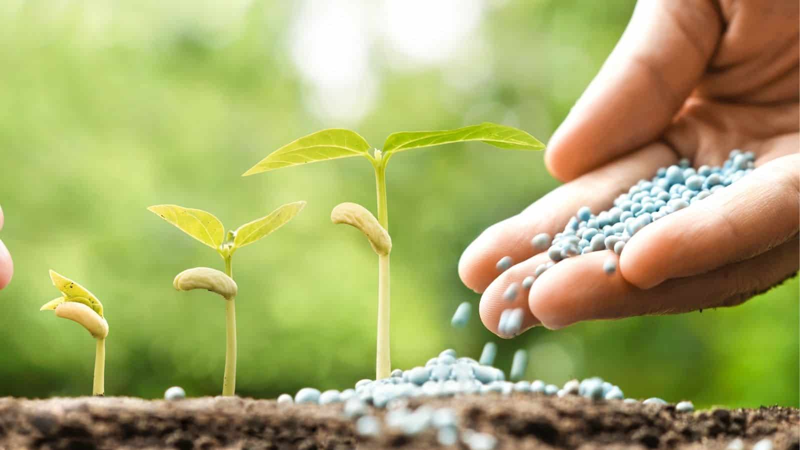 13 Surprising Items You Can Use as Garden Fertilizer • Schisandra ...