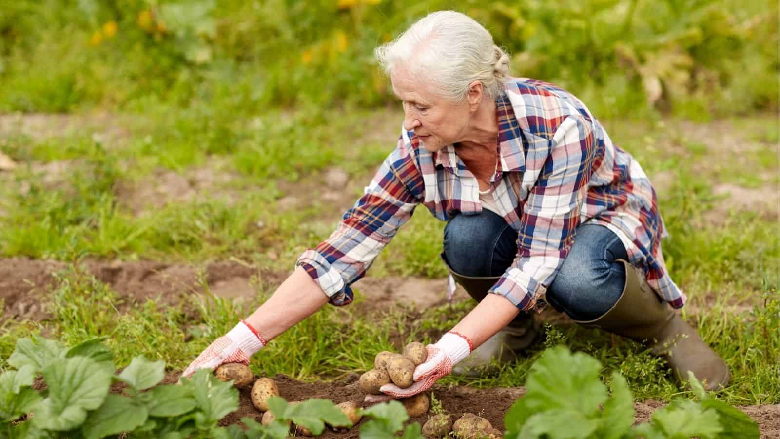 13 Vegetables You’ll Only Need to Plant Once • Schisandra & Bergamot