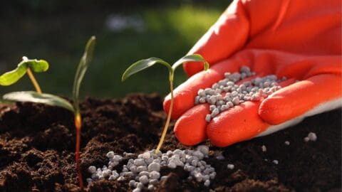 12 Ways to Jumpstart Your Garden This Spring • Schisandra & Bergamot