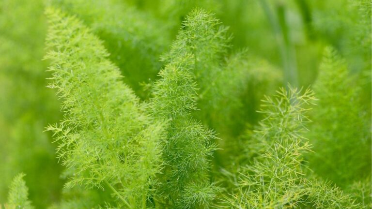 10 Best Herbs to Grow in Pots All Year Long • Schisandra & Bergamot