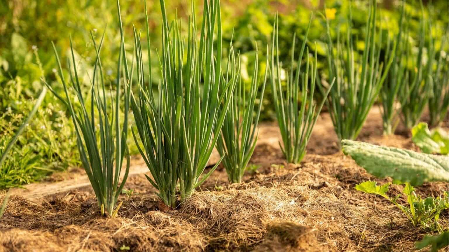 13 Vegetables You Should Start Before Frost Time in Your Region ...