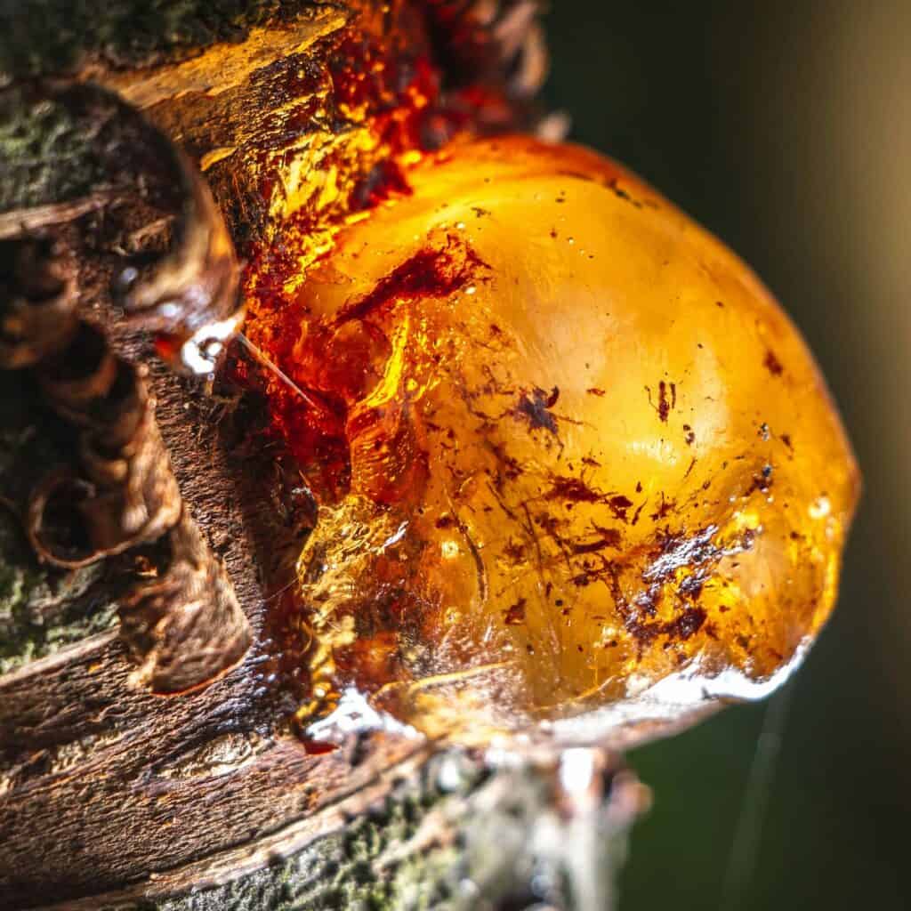 Holy Wood: All About Palo Santo • Schisandra & Bergamot