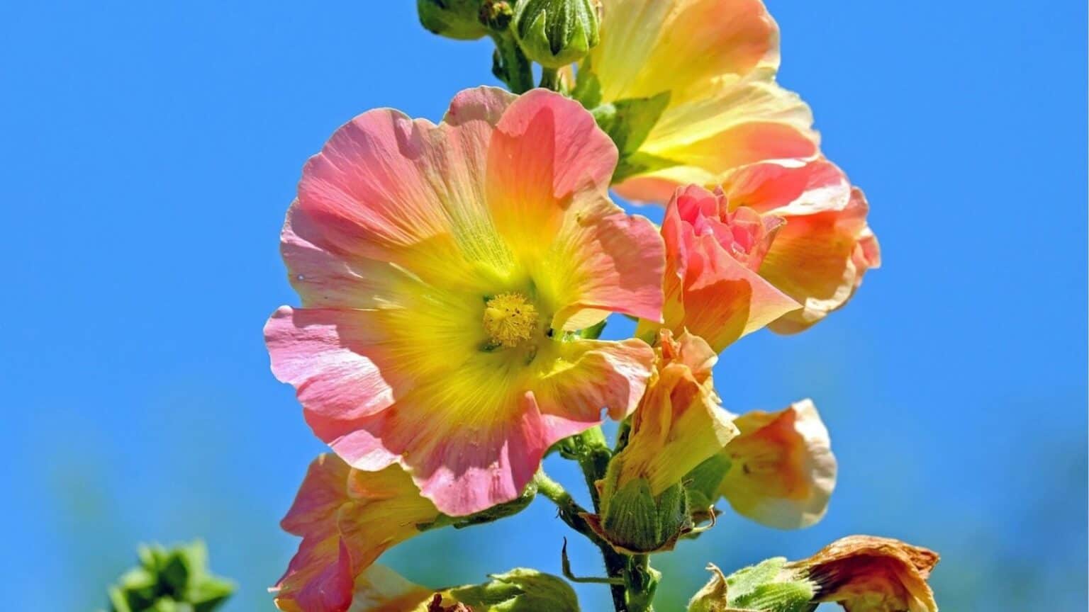 11 Old-Fashioned Flowers That Are Making a Huge Comeback • Schisandra ...