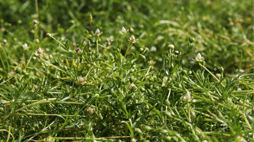 11 Ground Covers That Stay Green Through Cold Weather • Schisandra ...