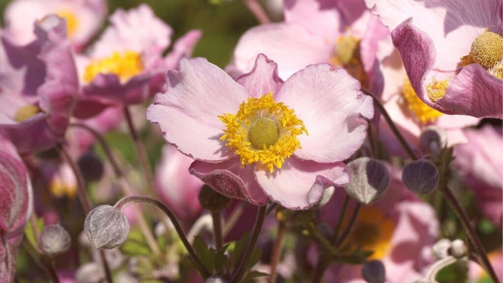 13 Perennials That Multiply Like Crazy And How To Use Them